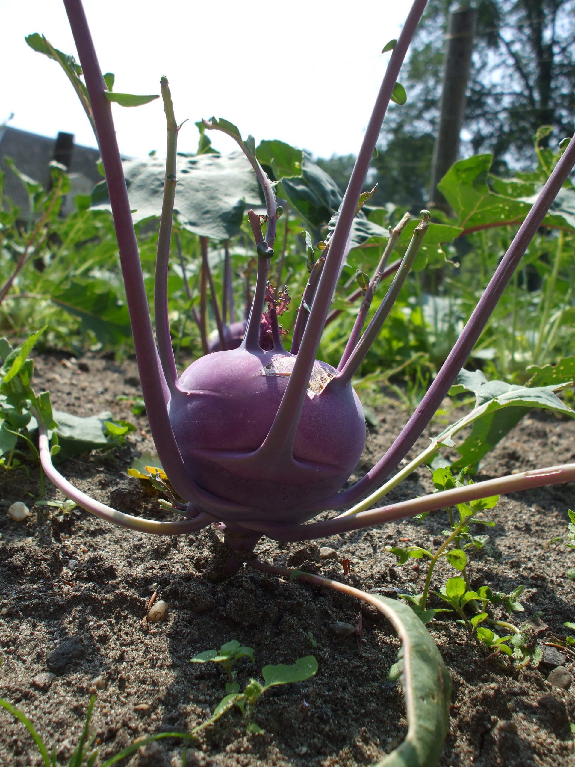 Moestuinen – Hoveniersbedrijf Den Groene Hollander